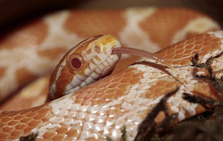 Corn Snake Care Sheet: A Simple (But Complete) Guide for Beginners