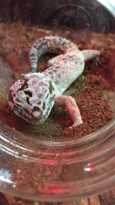 Leopard Gecko Shedding: All You Need to Know