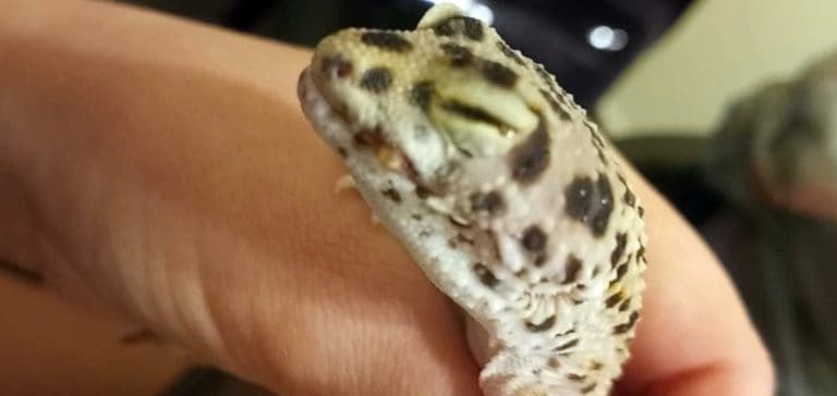 Leopard Gecko Mouth Rot Guide: Treatment & Prevention
