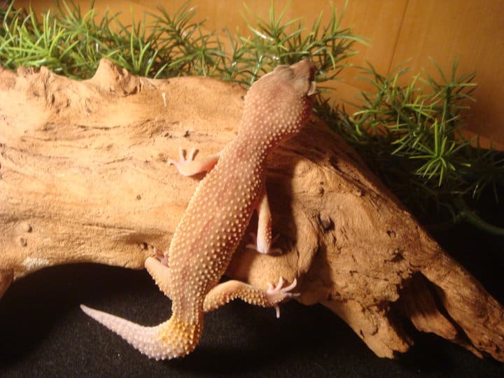 27 Most Popular Leopard Gecko Morphs (With Pictures 🦎)