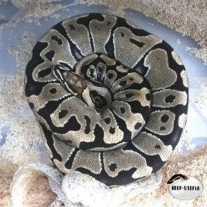 Ball Python Shedding Guide | Terrarium Quest