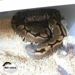 Ball Python Shedding Guide | Terrarium Quest