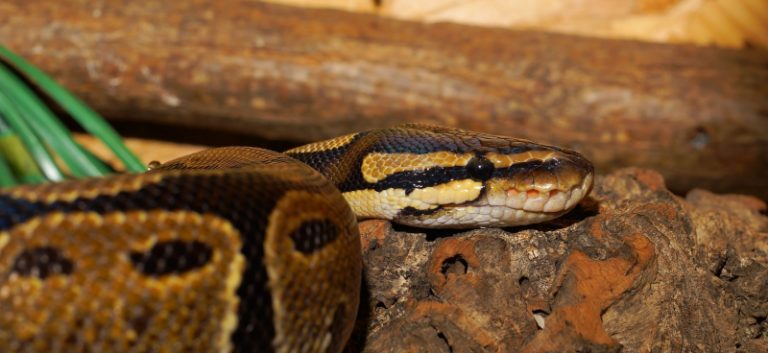 11 Signs of a Dying Ball Python (Causes and Prevention)