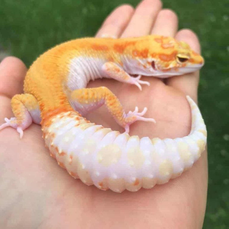 27 Most Popular Leopard Gecko Morphs (With Pictures 🦎)