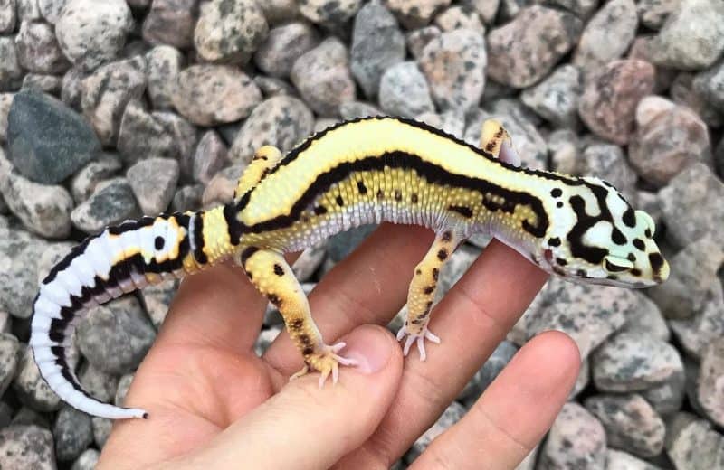 27 Most Popular Leopard Gecko Morphs (With Pictures 🦎)