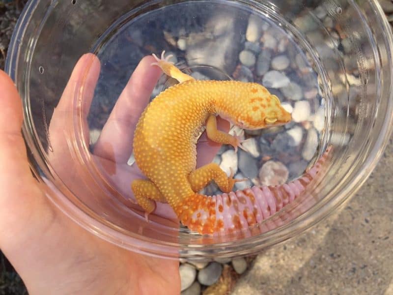 27 Most Popular Leopard Gecko Morphs (With Pictures 🦎)