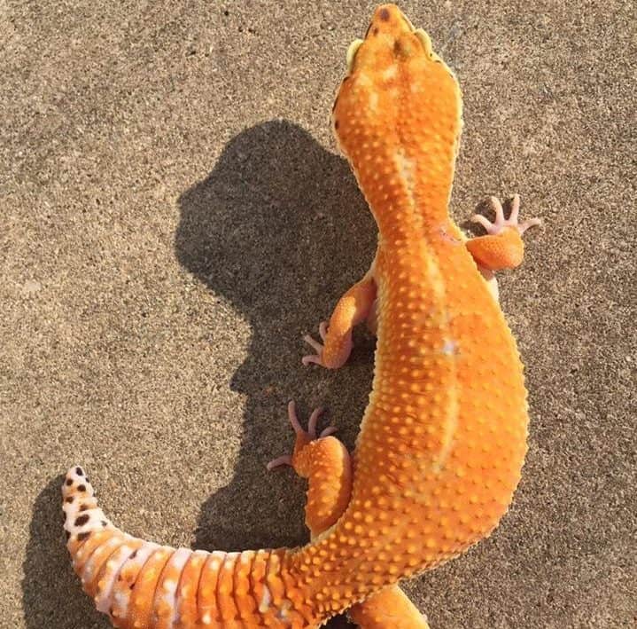 27 Most Popular Leopard Gecko Morphs (With Pictures 🦎)