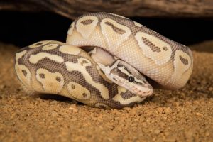 Ball Python Mouth Rot (Prevention, Symptoms & Treatment) • Terrarium Quest