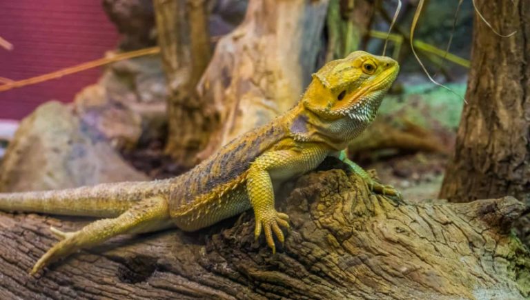 11 Best Bearded Dragon Breeders in the US and the UK