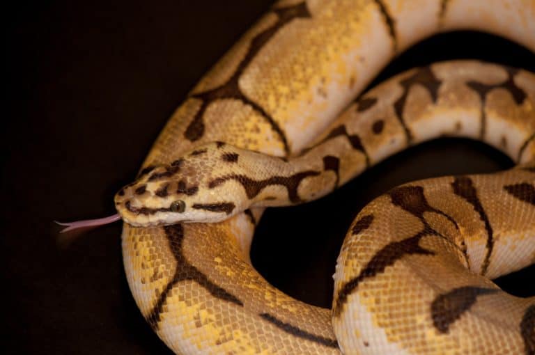 Ball Python Hissing (Reasons & What to Do About It)