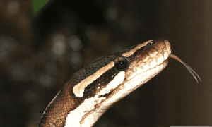 Ball Python Hissing (Reasons & What to Do About It)