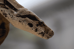 Ball Python Mites (Causes, Treatment & Prevention)