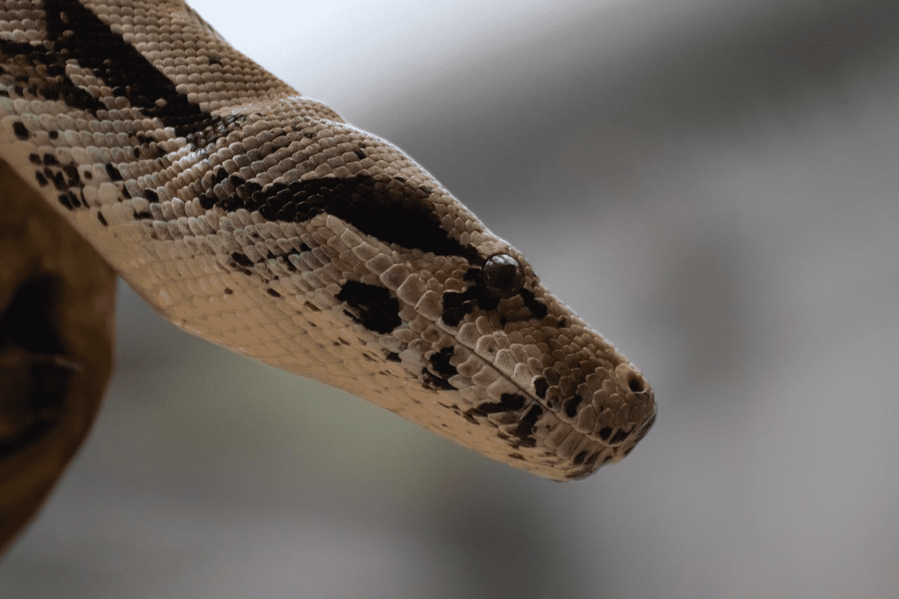 Ball Python Mites (Causes, Treatment & Prevention)