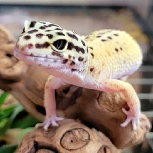 Metabolic Bone Disease in Leopard Geckos (Signs & Treatment)