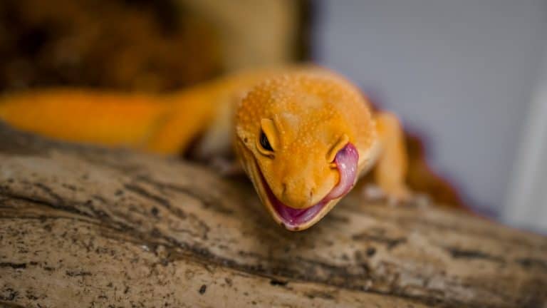 Leopard Gecko Eye Infection (Causes and Treatment)