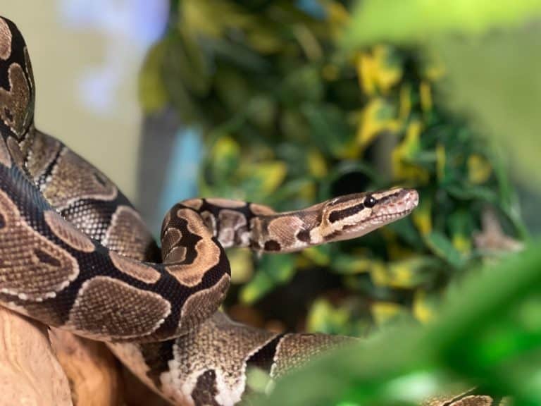 How To Tell If Your Ball Python Is Underweight | Terrarium Quest