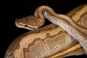 Ball Python Respiratory Infection (Symptoms & Treatment)