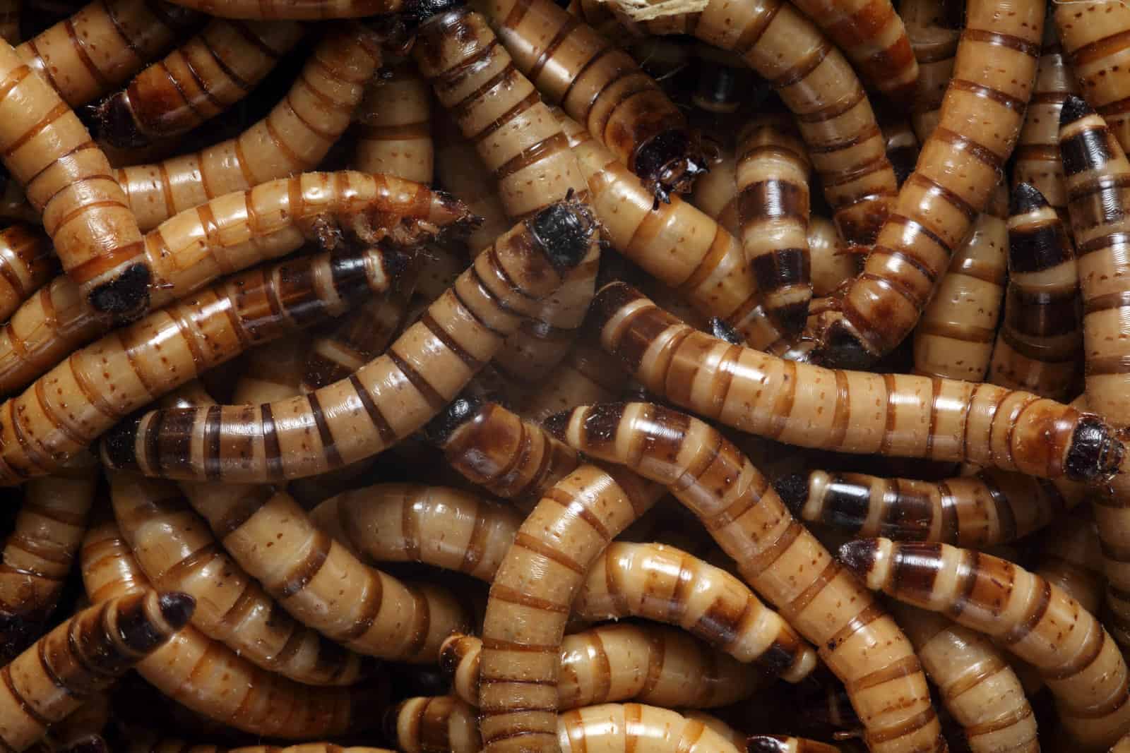 Can Leopard Geckos Eat Superworms? | Terrarium Quest