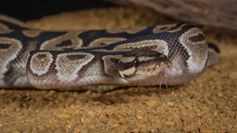 How Much Does A Ball Python Cost? | Terrarium Quest