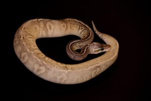 How Much Does A Ball Python Cost? | Terrarium Quest