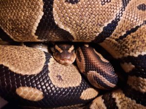 Can Ball Pythons Live Together? (Things You Should Know)