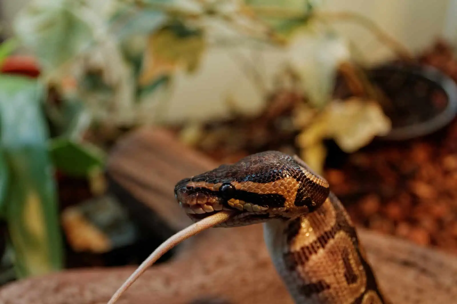 Ball Python Feeding Chart Guide Schedule Terrarium Quest Ball Python Feeding Chart Guide Schedule Terrarium Quest