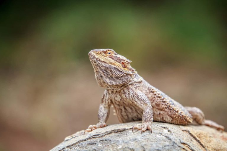 7 Best Bearded Dragon Basking Rocks (And Other Props)