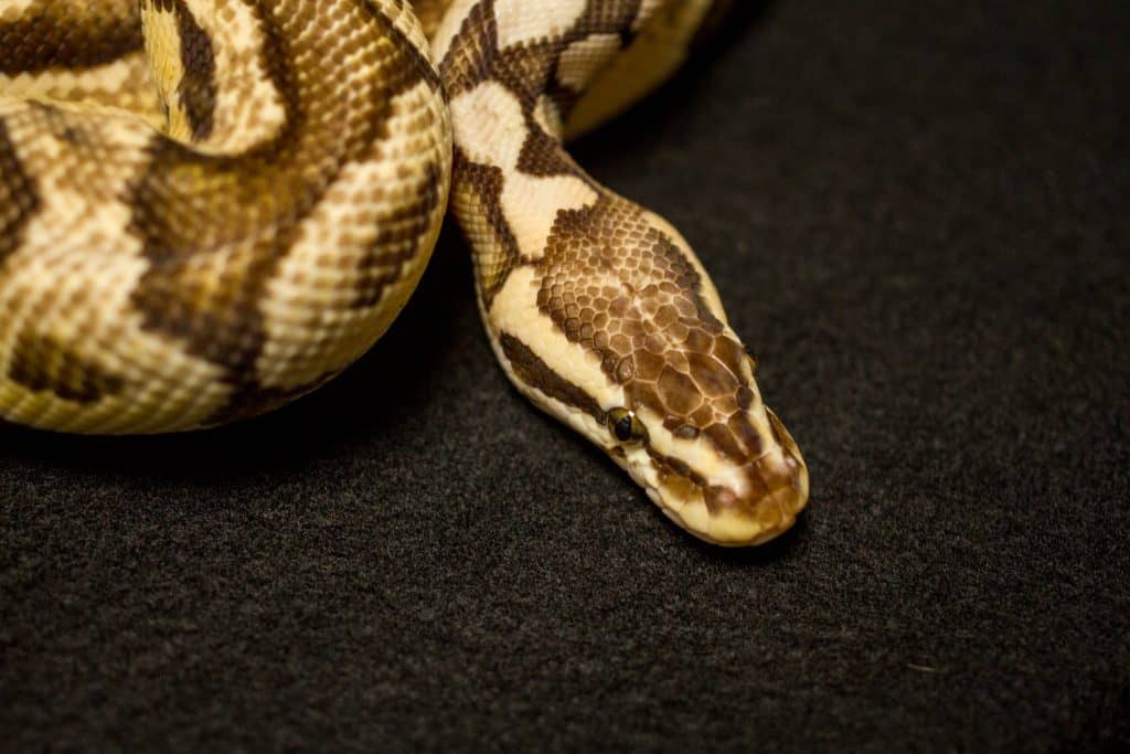 Why does my Ball Python Yawn? (Should I Worry?)