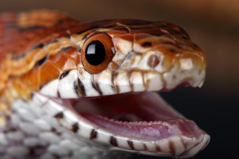 Does a Corn Snake Bite Hurt (and Why Would Your Snake Bite)?