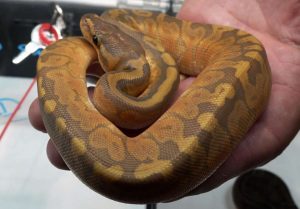 9 Of the Rarest Ball Python Morphs
