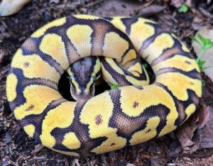 9 Of the Rarest Ball Python Morphs
