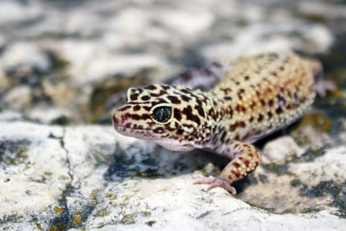 How Much Does a Leopard Gecko Cost? (Pet & Accesories)