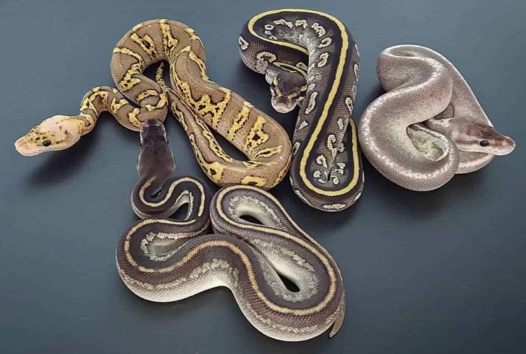 9 Of the Rarest Ball Python Morphs