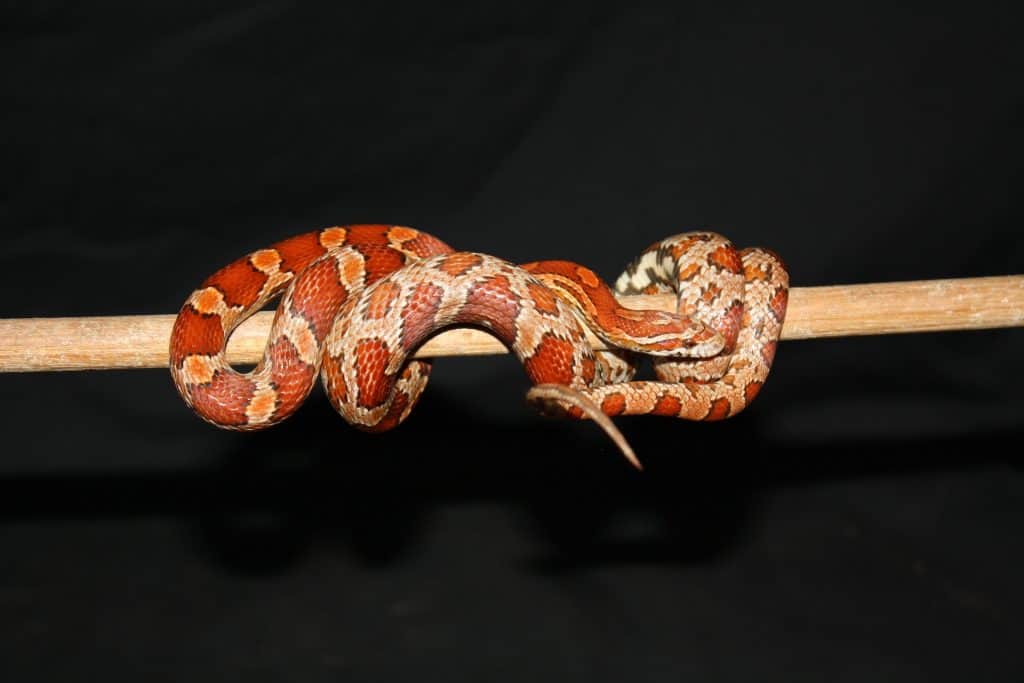 How Much Does a Corn Snake Cost? (Habitat & Food Included)