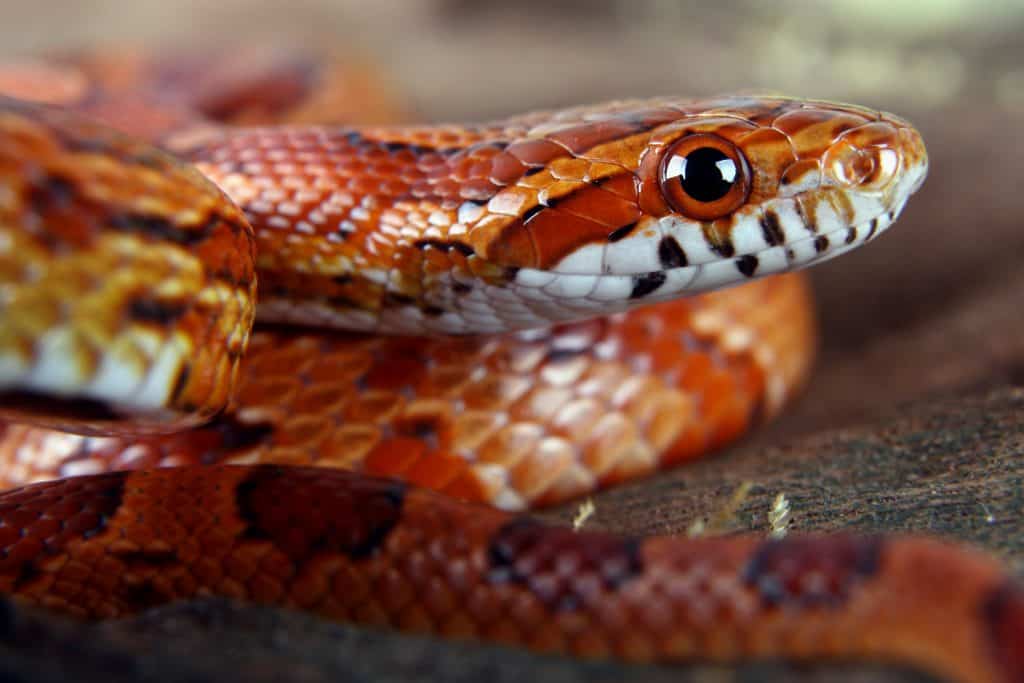 How Much Does a Corn Snake Cost? (Habitat & Food Included)