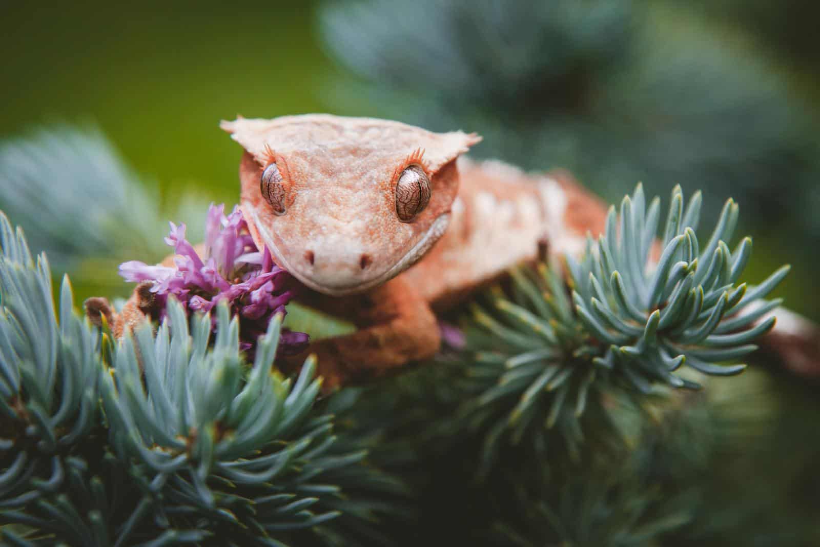 Crested Gecko vs. Leopard Gecko: Which Is Best for You?