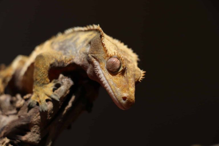 9 Best Reptiles for Beginners