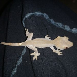 Crested Gecko Morphs and Genetics: The Ultimate Guide