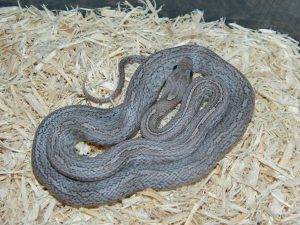 Corn Snake Morphs and Genetics: The Ultimate Guide