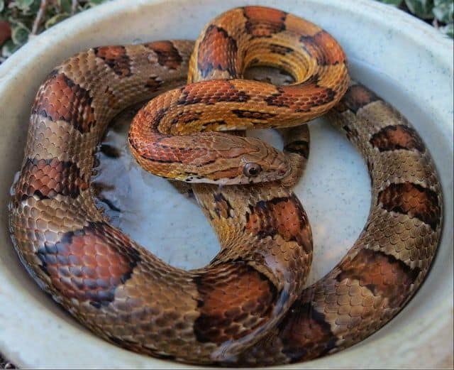 Corn Snake Morphs and Genetics: The Ultimate Guide