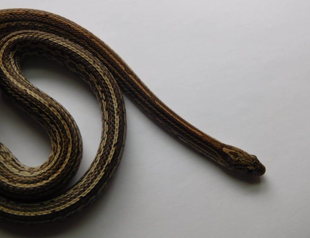 Corn Snake Morphs and Genetics: The Ultimate Guide