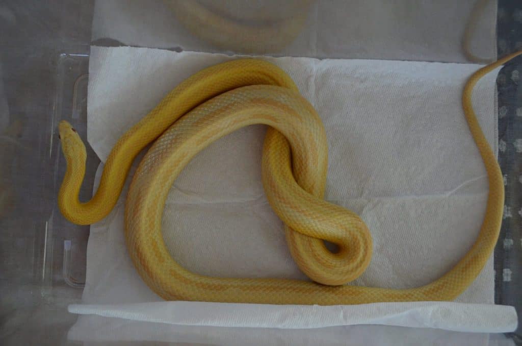 Corn Snake Morphs and Genetics: The Ultimate Guide