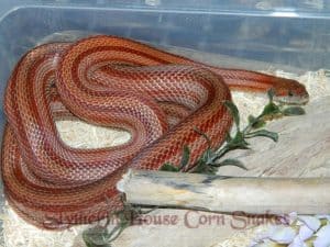 Corn Snake Morphs and Genetics: The Ultimate Guide