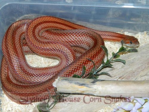 Corn Snake Morphs and Genetics: The Ultimate Guide