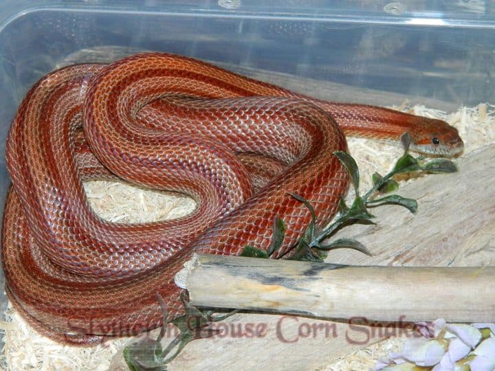 Corn Snake Morphs and Genetics: The Ultimate Guide