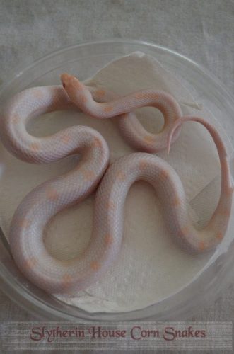 Corn Snake Morphs and Genetics: The Ultimate Guide