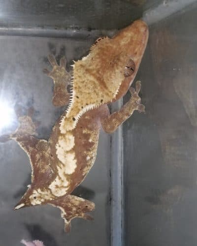 Crested Gecko Morphs and Genetics: The Ultimate Guide