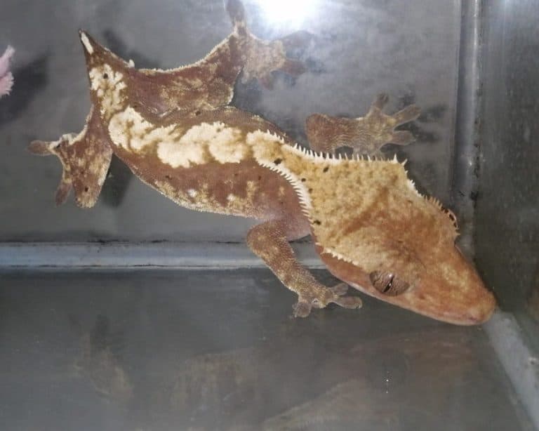 Crested Gecko Morphs and Genetics: The Ultimate Guide
