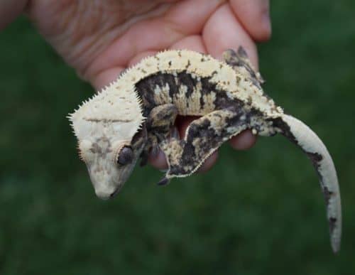 Crested Gecko Morphs and Genetics: The Ultimate Guide