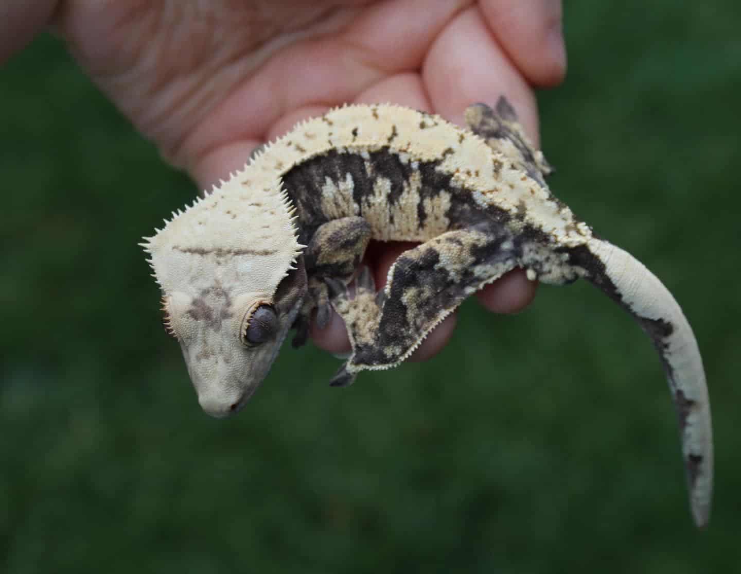 Crested Gecko Morphs and Genetics: The Ultimate Guide